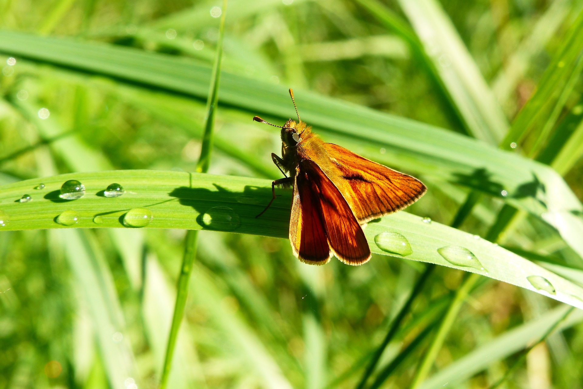 Fascinating Insects - Know More Animals